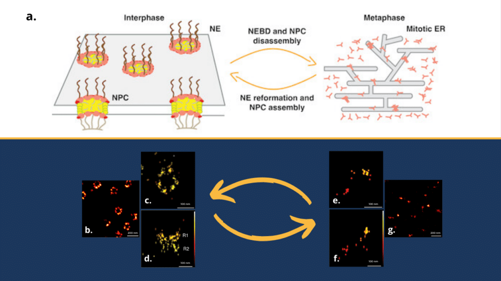 Case study: revealing secrets of Nuclear Pore Complex (NPC) disassembly ...